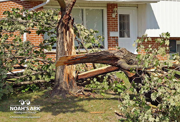 Dangerous Trees - CT NY Moving & Storage Blog